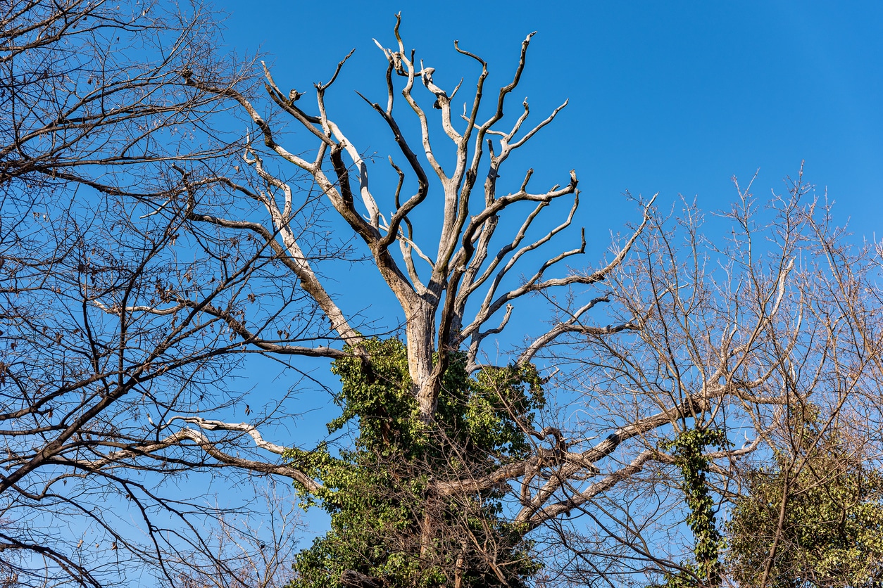 Is My Tree Dead or Just Struggling This Summer?